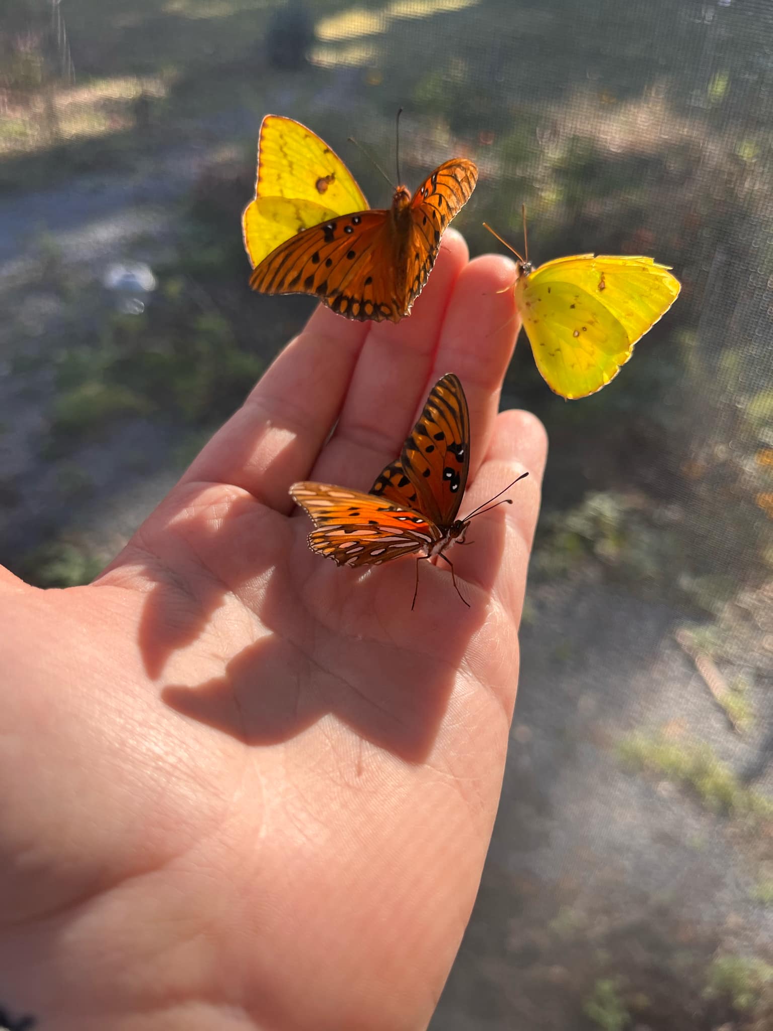 Interactive Learning – Monarch Ranch Butterfly Conservatory